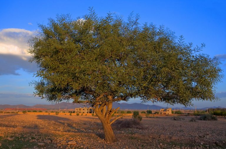 Where Does Argan Oil Come From? The True Origin of Morocco’s Liquid Gold